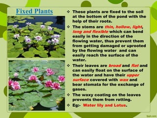 Aquatic Plants Fixed Plants