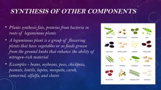 How plants synthesis food class 7 b.ed science.pptx