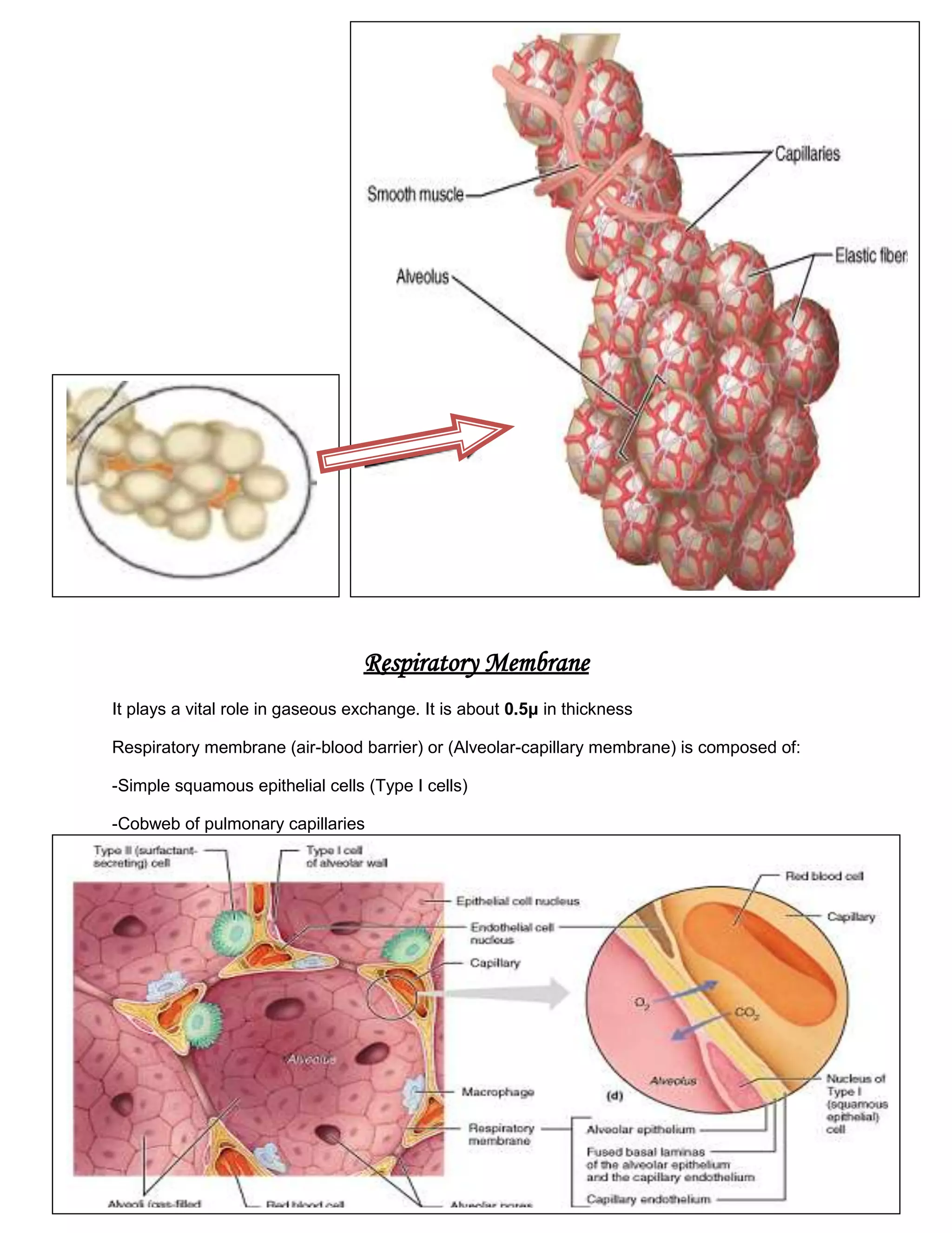 How respiration takes place in tissues | DOCX