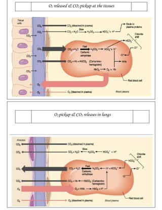 How respiration takes place in tissues | PDF