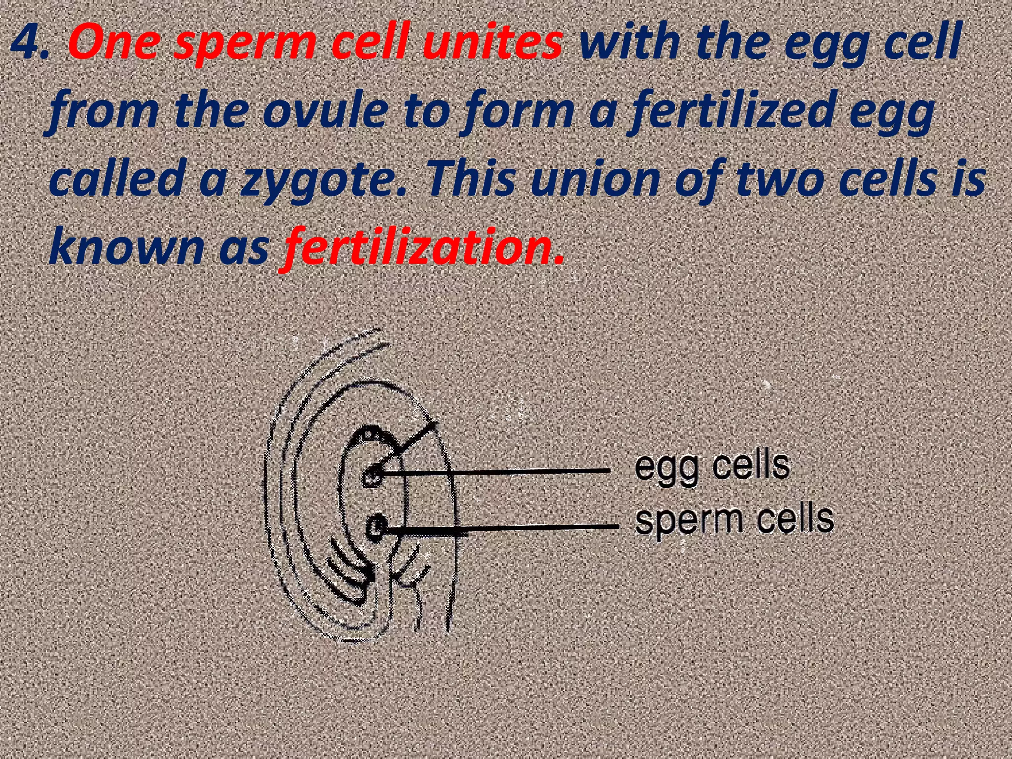 How seed is formed | PPT