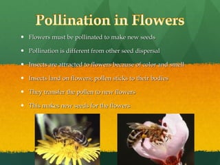 How Seeds Travel | PPT