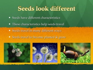 How Seeds Travel | PPT
