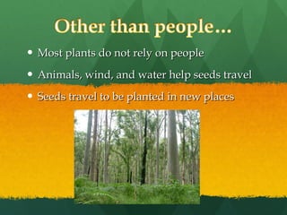 How Seeds Travel | PPT