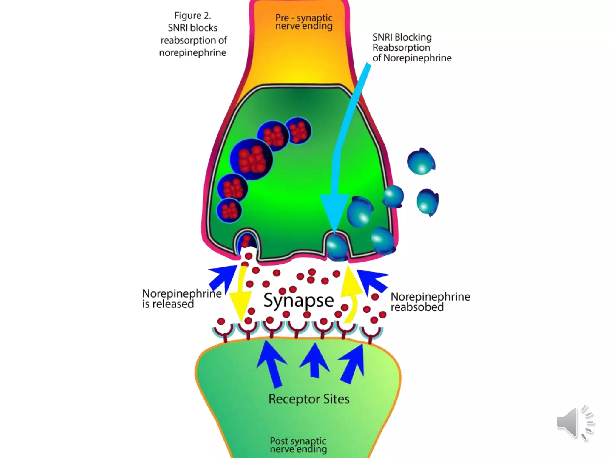 How SNRIs Work | PPTX