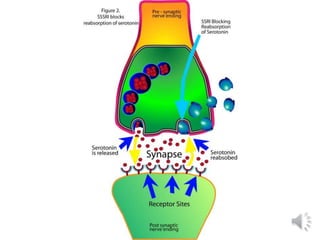 How SSRIs Work | PPT