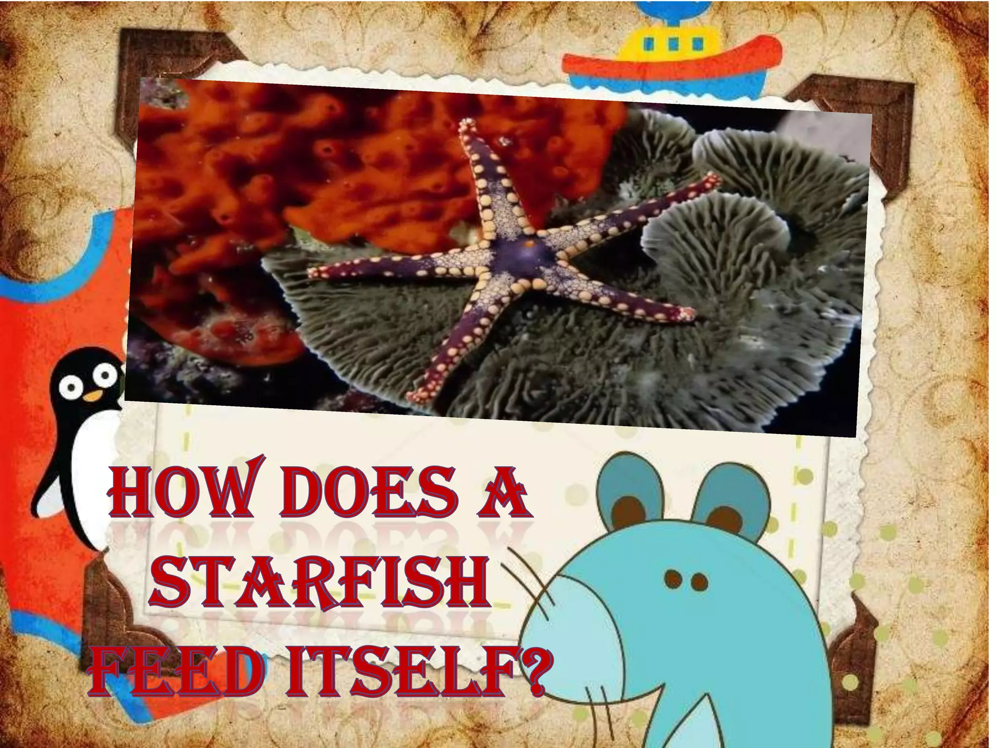 How starfish eat | PPTX
