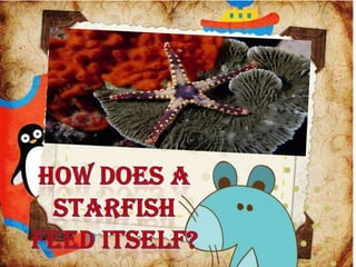 How starfish eat | PPTX