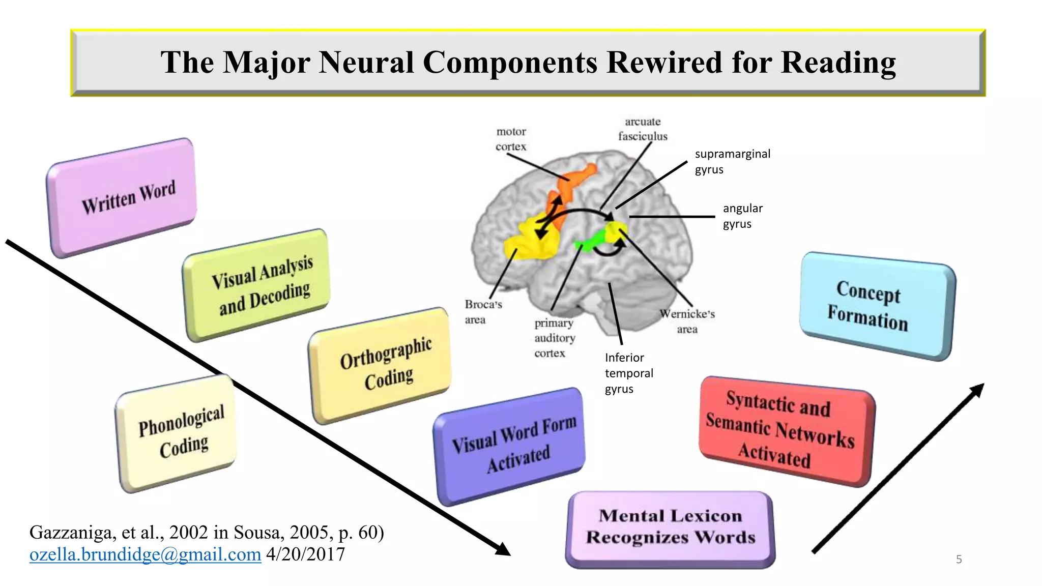 How the brain learns to read | PPTX