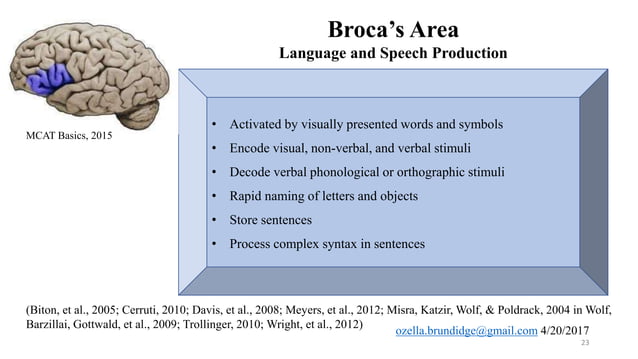 How the brain learns to read | PPTX
