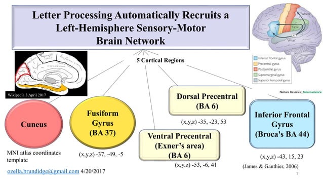 How the brain learns to read | PPTX