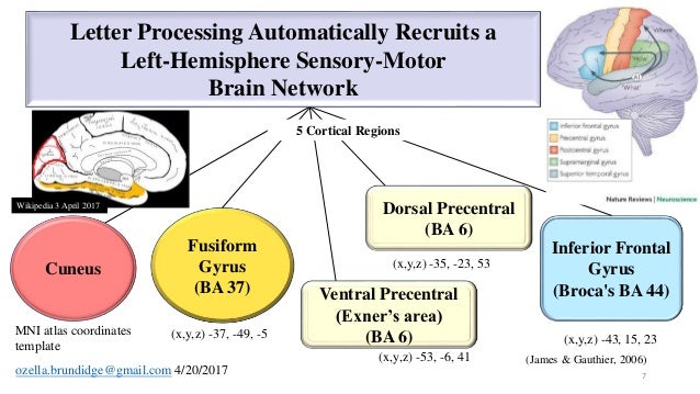 How the brain learns to read