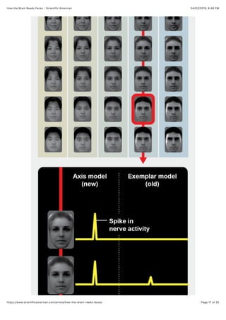 How the brain reads faces | PDF