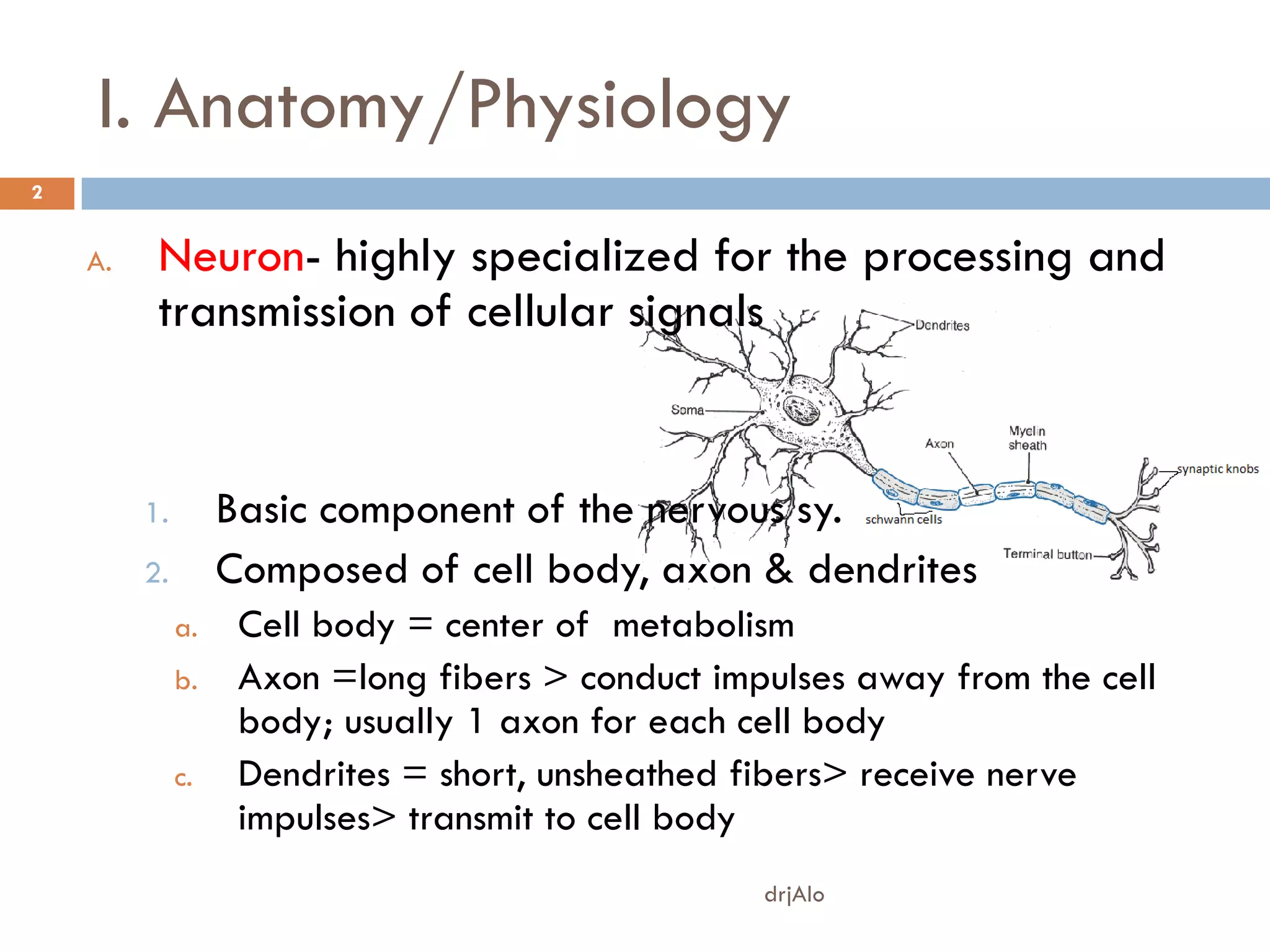 How the brain works | PDF