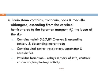 How the brain works | PDF