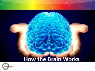 How the Brain Works | PPTX