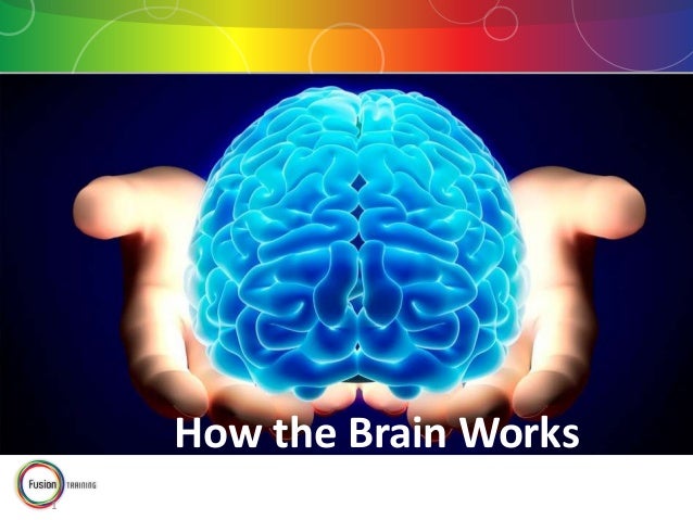 How The Brain Works How The Brain Works