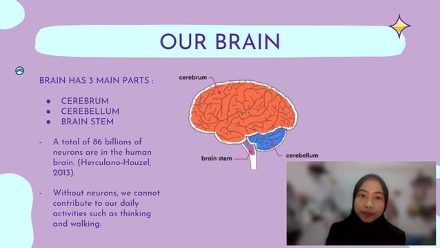 HOW THE BRAIN WORKS .pptx