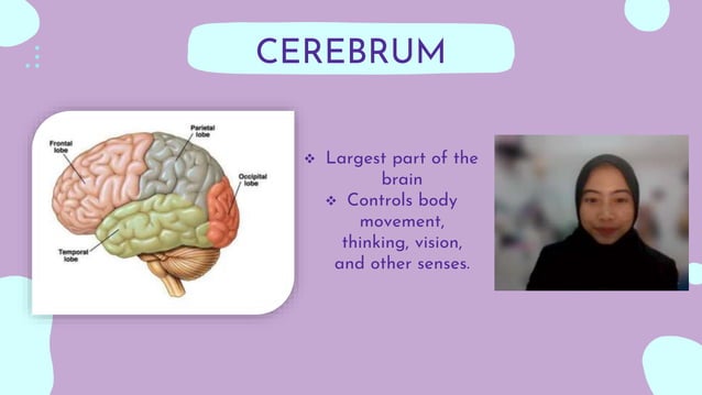 HOW THE BRAIN WORKS .pptx