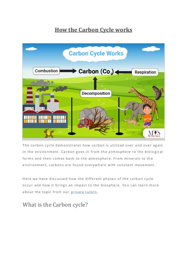How the Carbon Cycle works.pdf