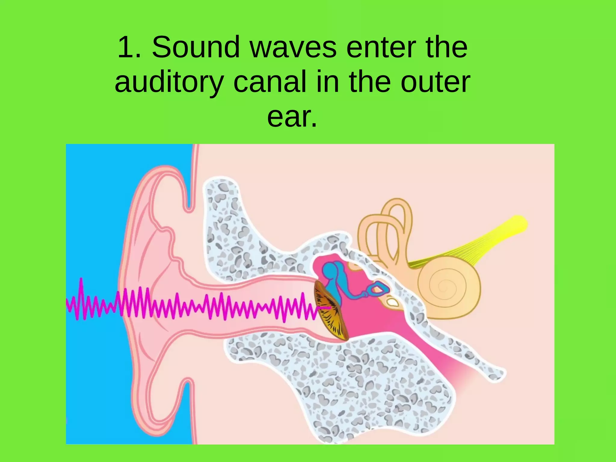 How the ear works | PPT