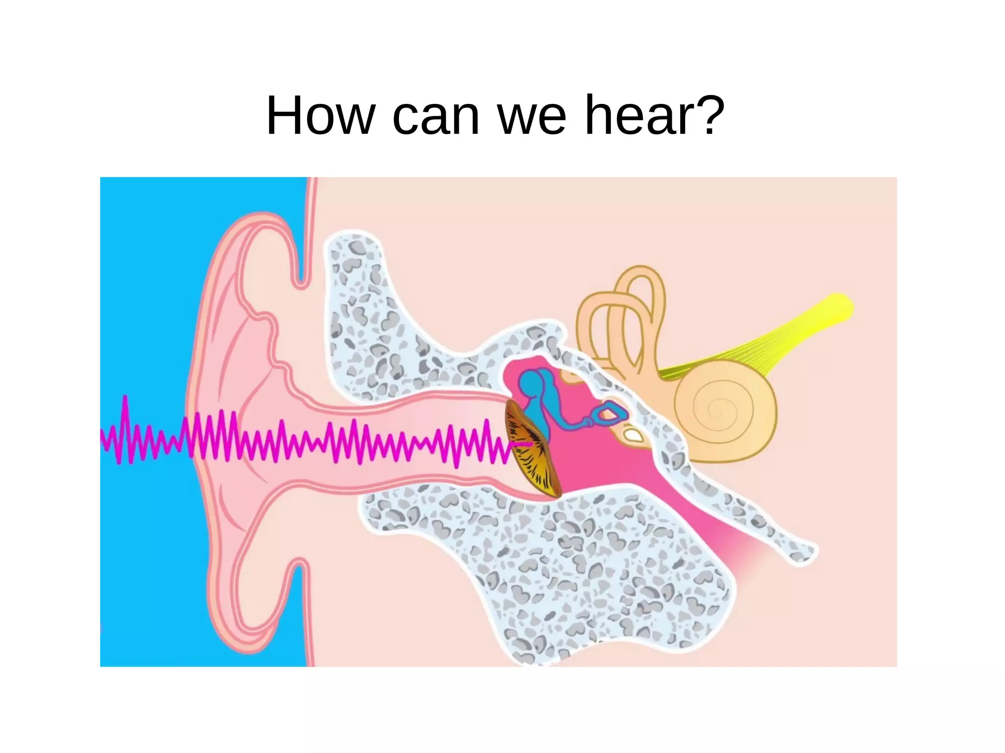 How the ear works | PDF