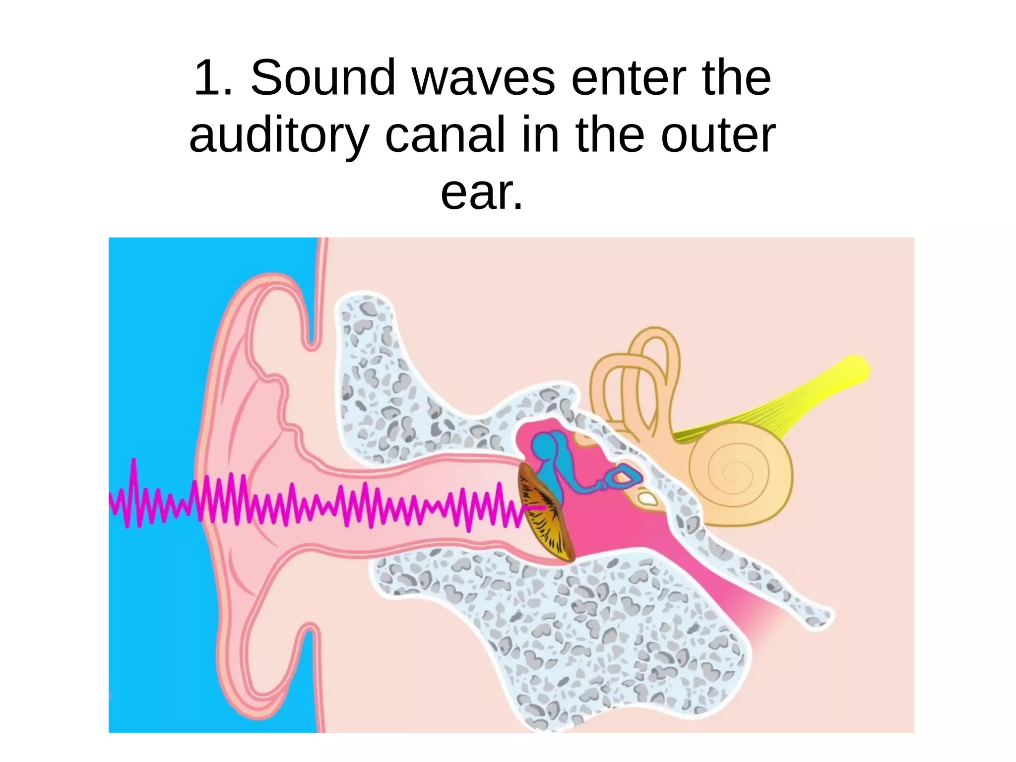How the ear works | PDF