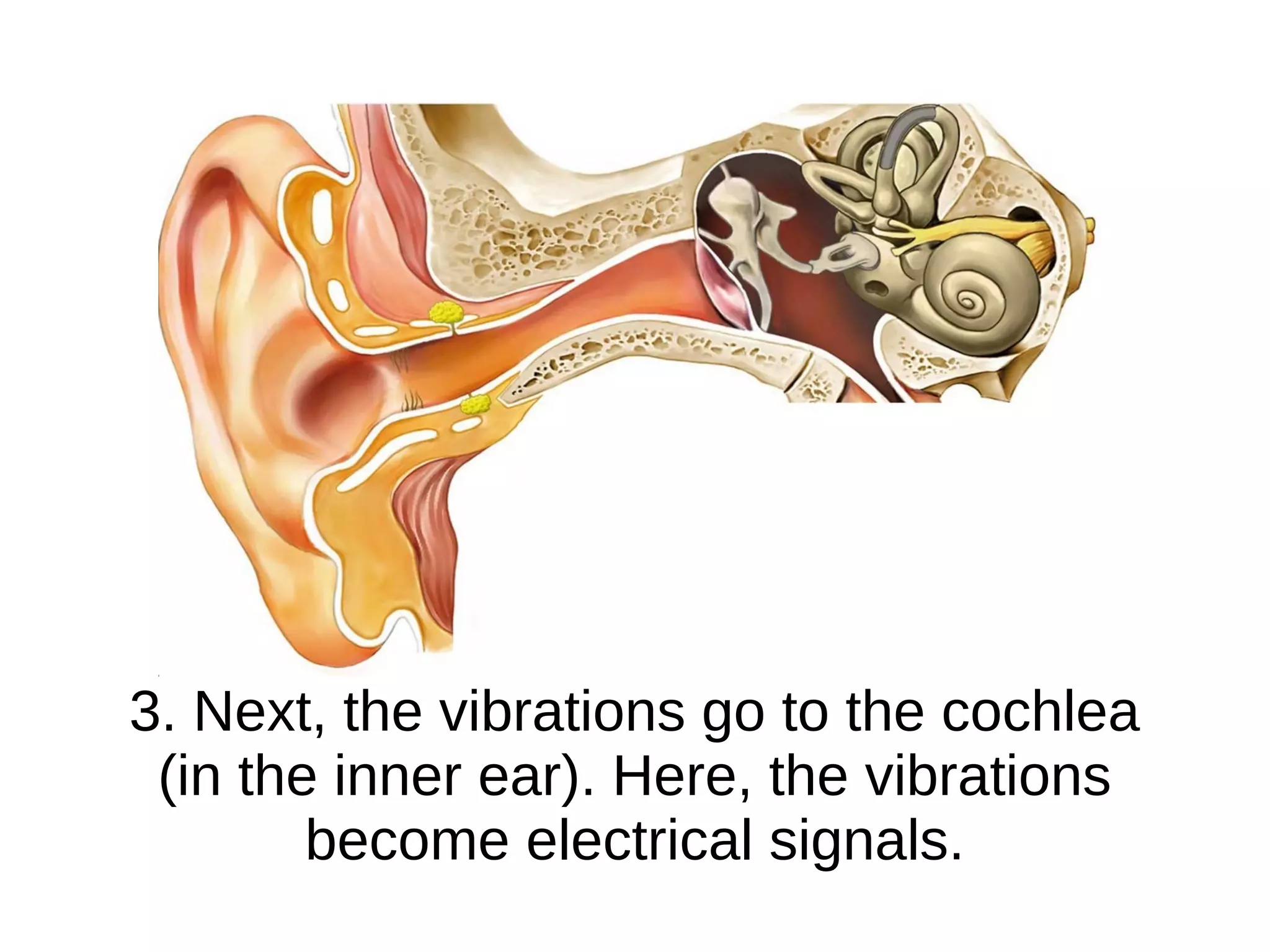 How the ear works | PDF