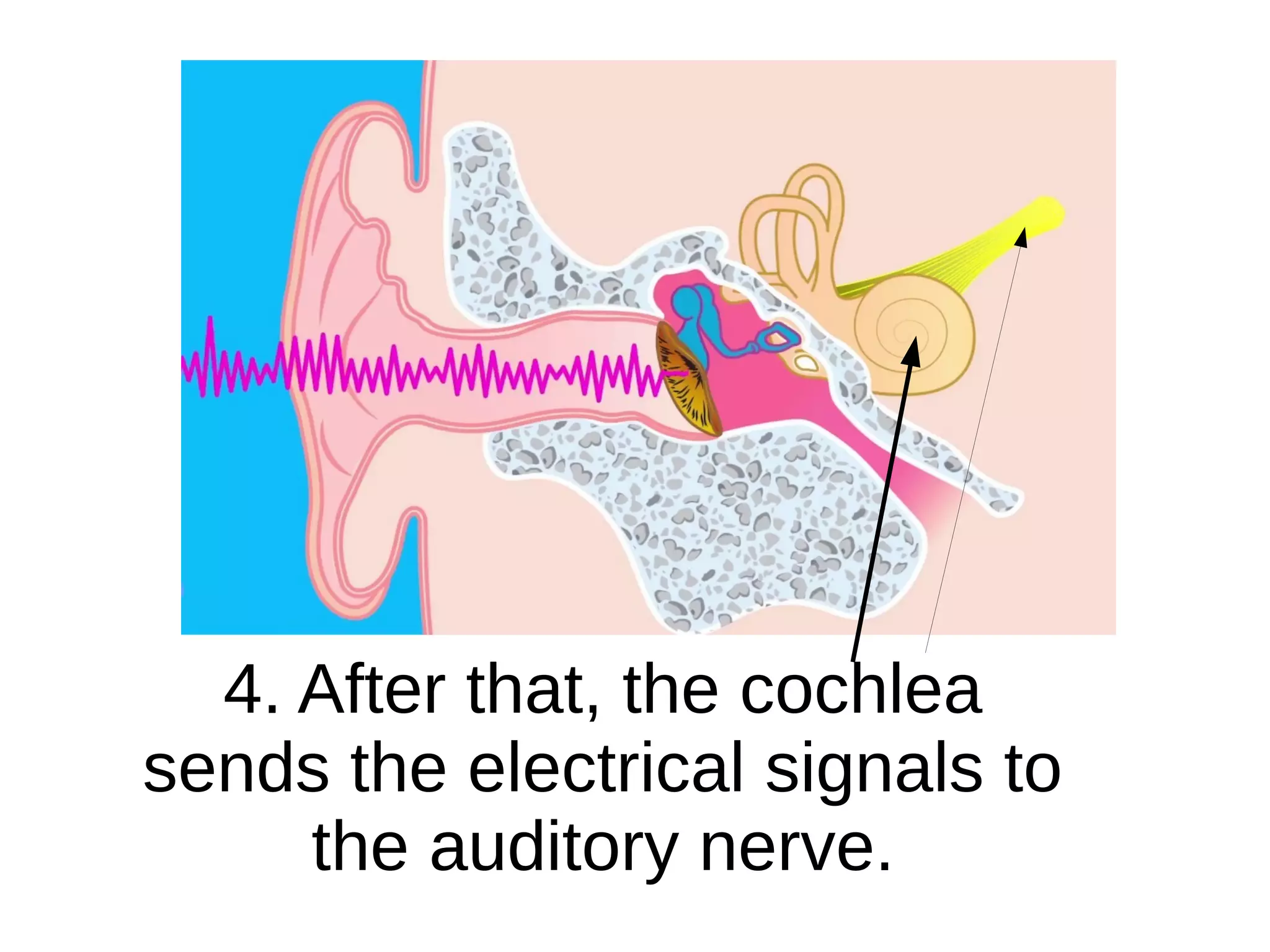 How the ear works | PDF