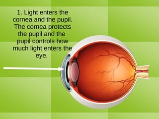 How the eye works | PDF