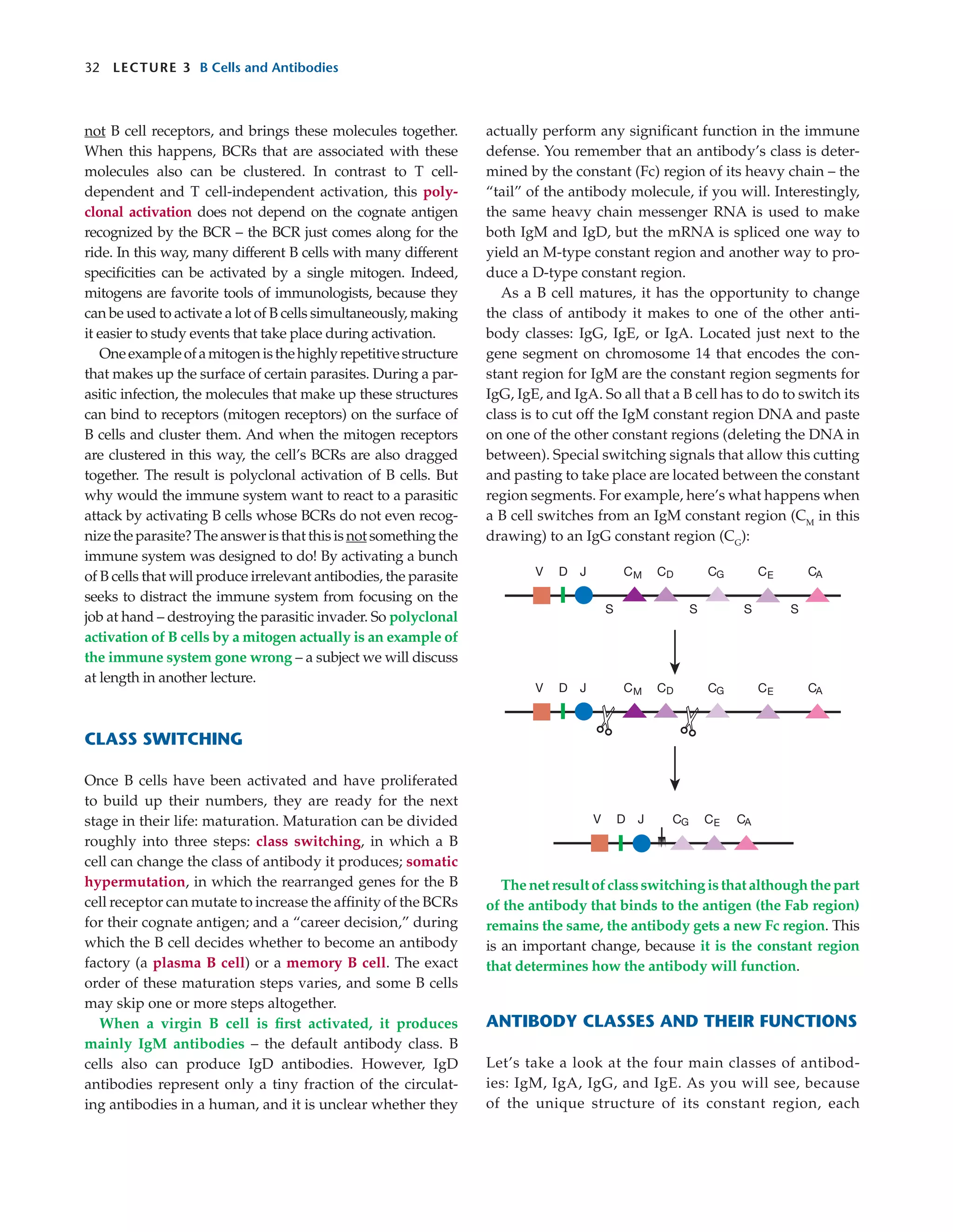 How does the immune system work ? | PDF