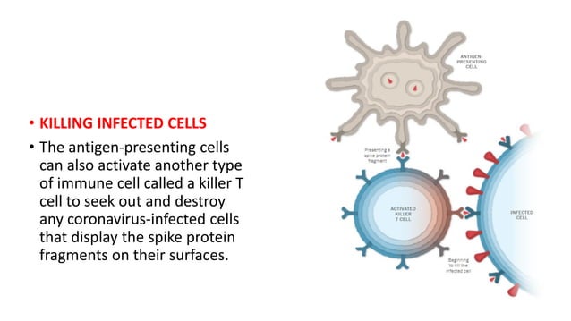 How the johnson & johnson vaccine works | PPT