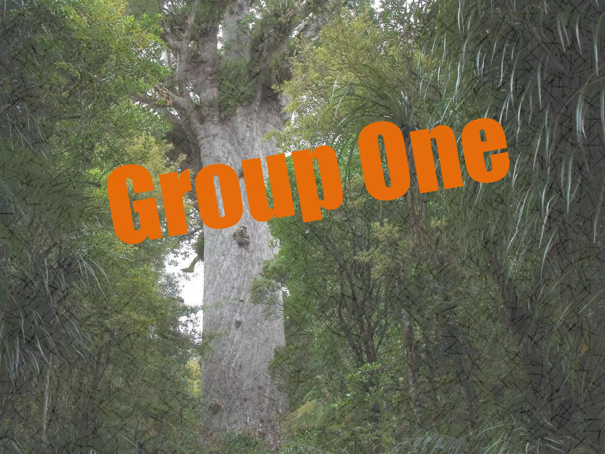 How the kiwi lost it’s wings | PPTX | Birds | Pets