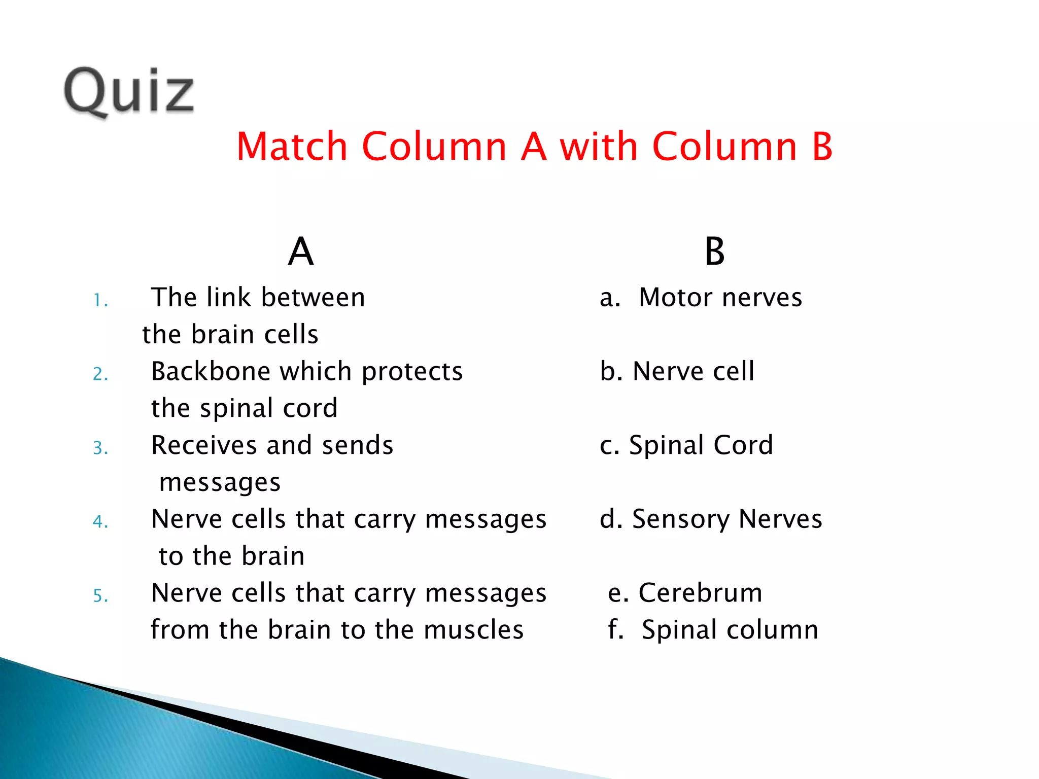 How the nerve cells work | PPTX