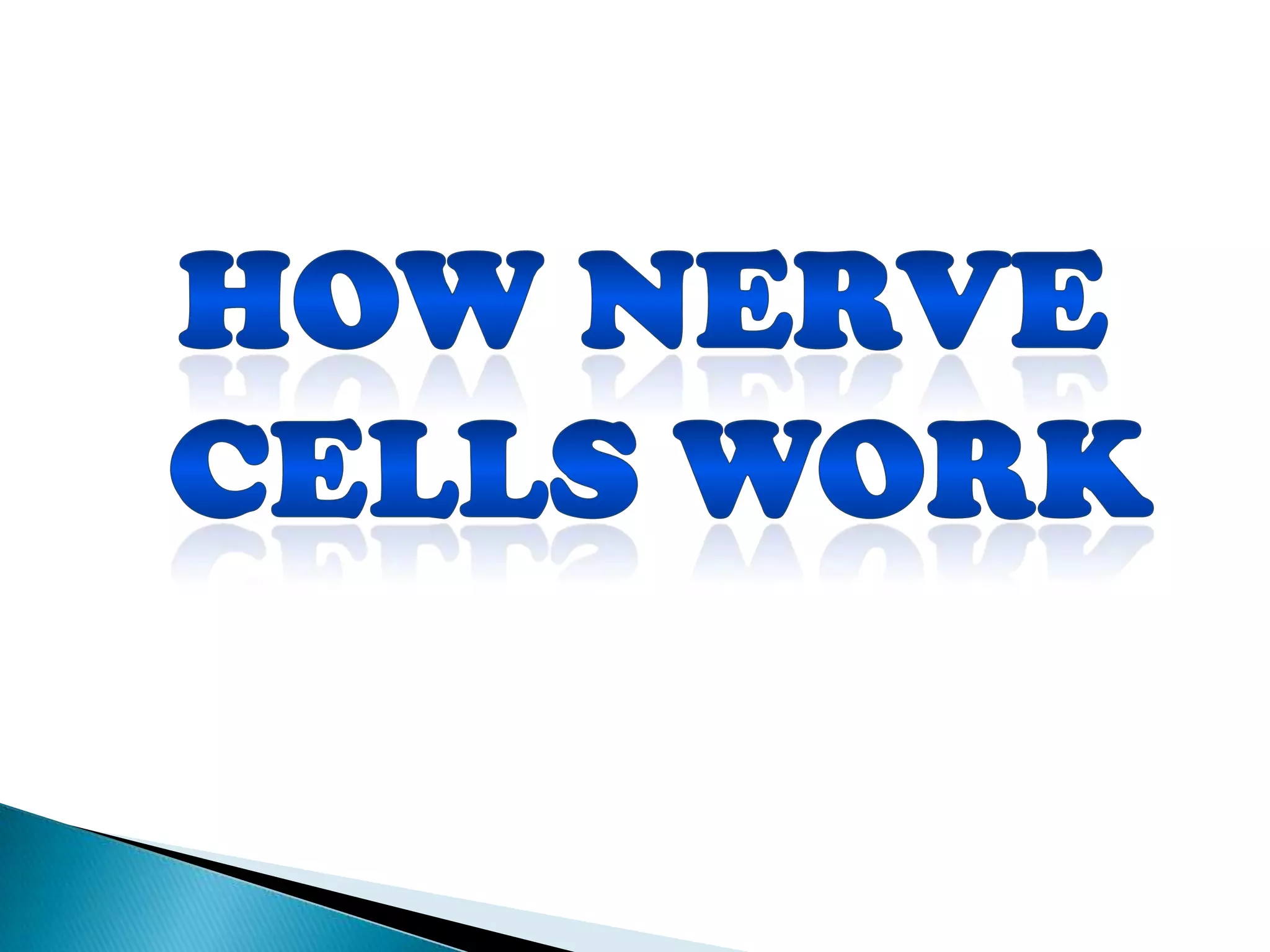 How the nerve cells work | PPTX