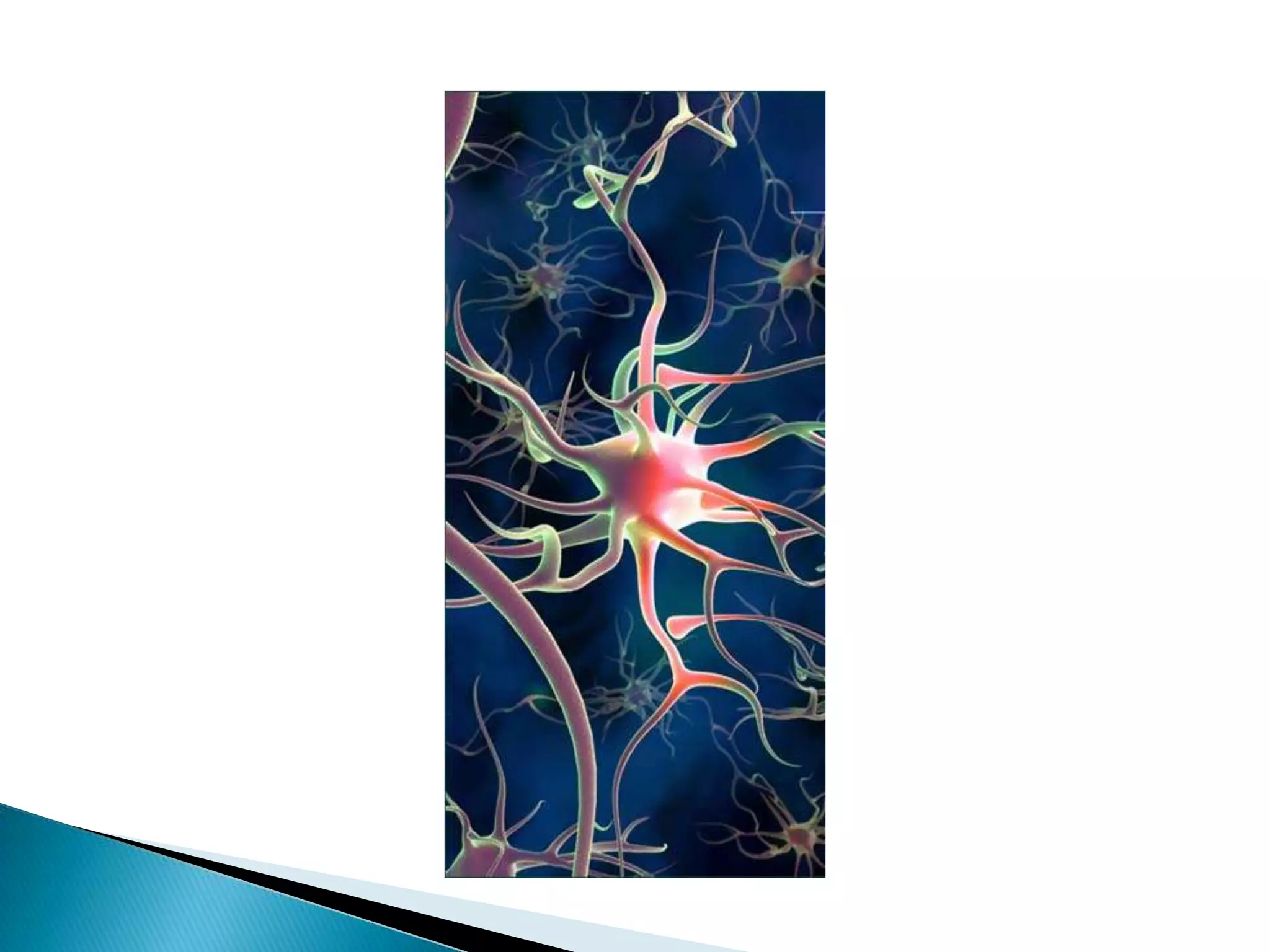 How the nerve cells work | PPTX