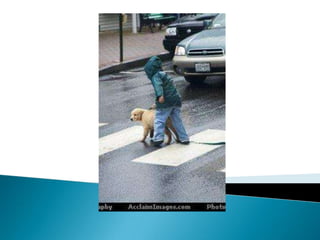 How the nerve cells work | PPTX