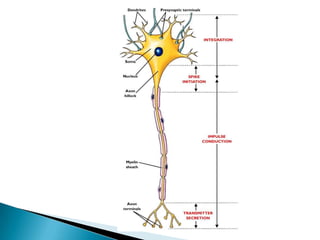 How the nerve cells work | PPTX