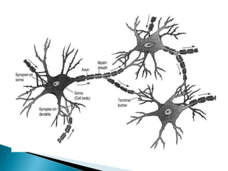 How the nerve cells work | PPTX
