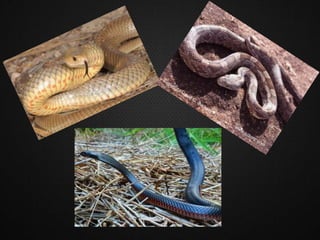 How to avoid of snake | PPTX
