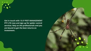 How To Avoid Spiders And Overcome Fears? | PPT