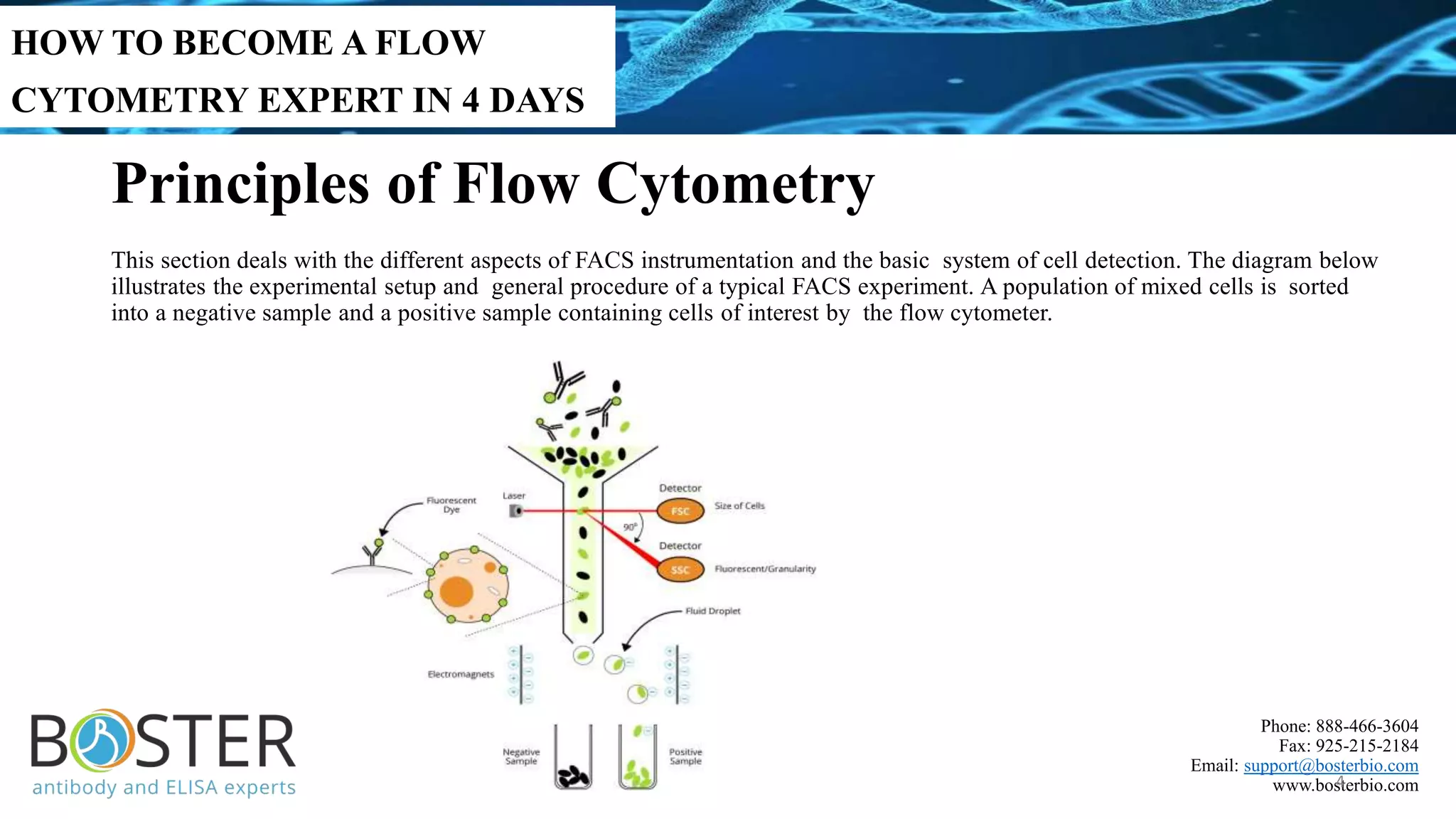 How to become a flow cytometry expert in 4 days | PDF