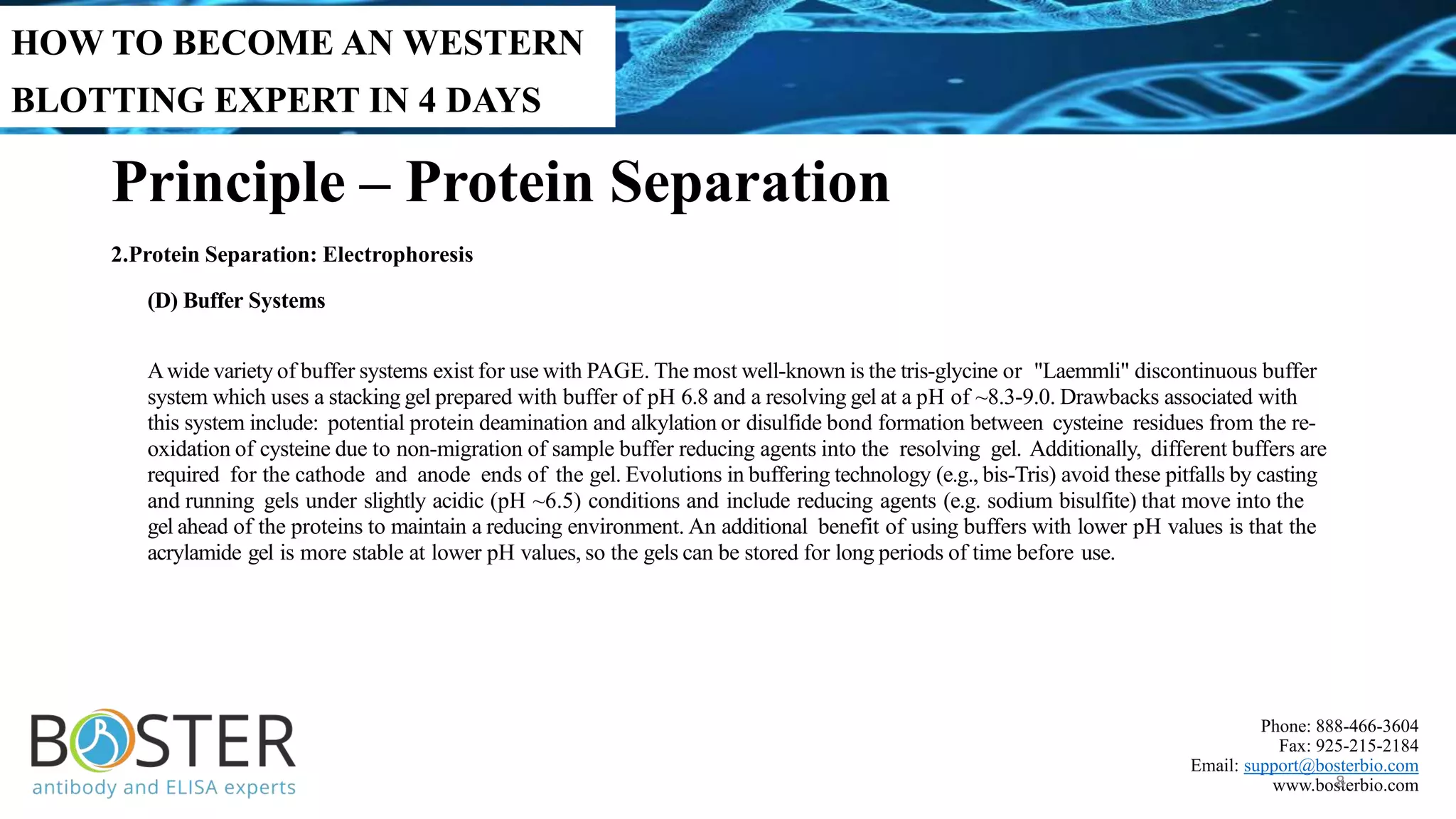 How to become a western blotting expert in 4 days | PDF