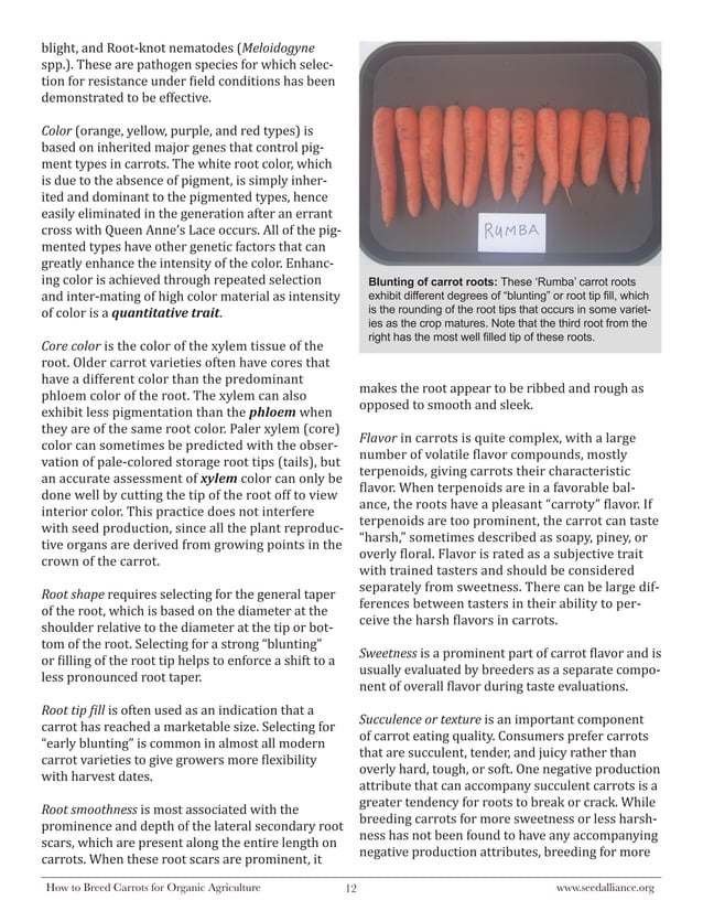 How to breed carrots for organic agriculture | PDF
