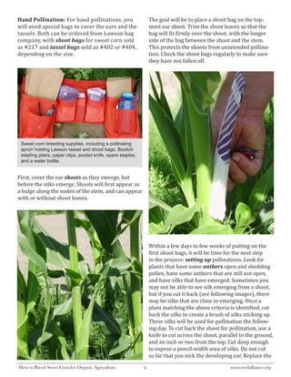 How to breed organic sweet corn | PDF