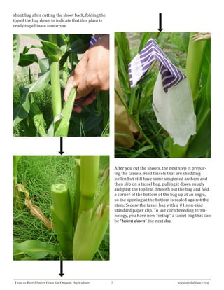 How to breed organic sweet corn | PDF