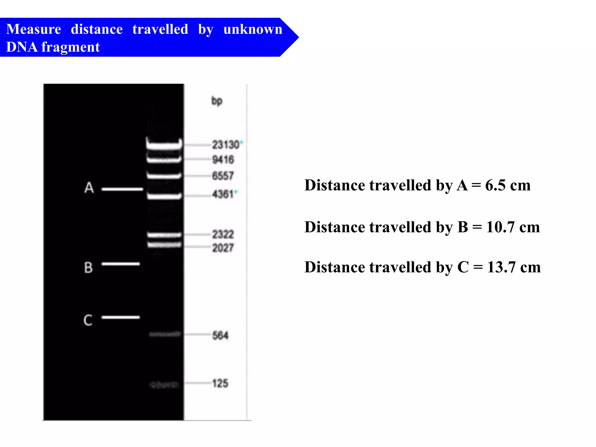 How to calculate the size of DNA fragments using unknown marker length ...