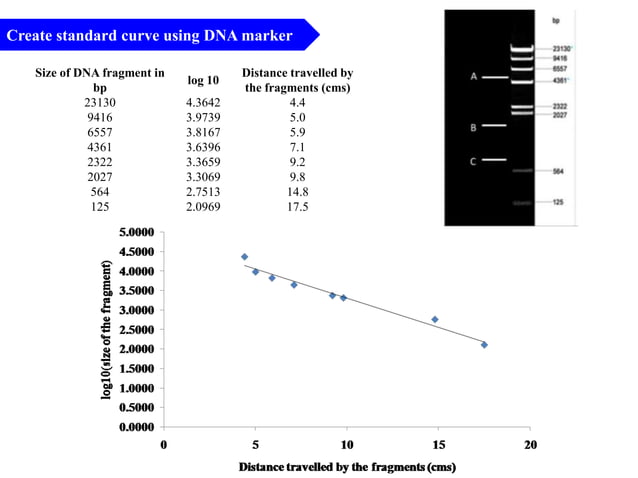 How to calculate the size of DNA fragments using unknown marker length ...