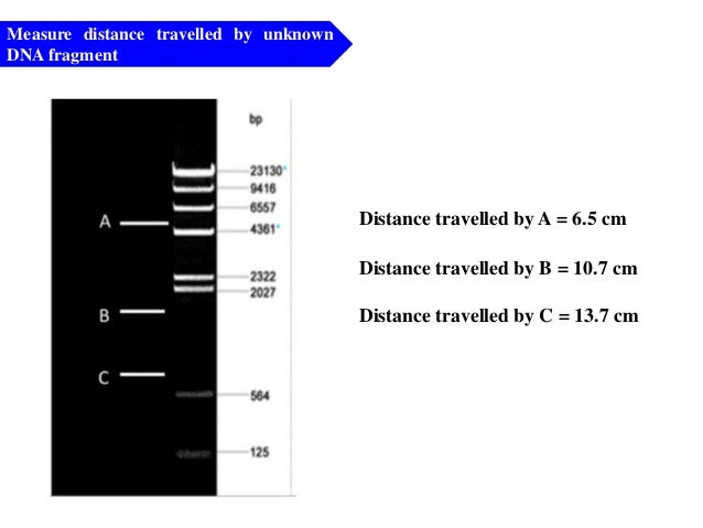 How to calculate the size of DNA fragments using unknown marker length