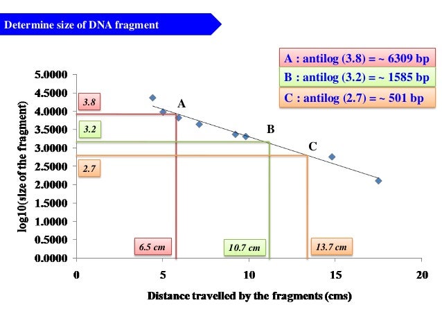 How to calculate the size of DNA fragments using unknown marker length